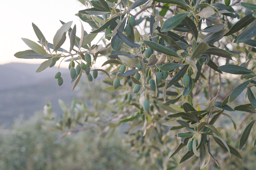 How is Peruvian Pink Salt Made? – SIMPLi